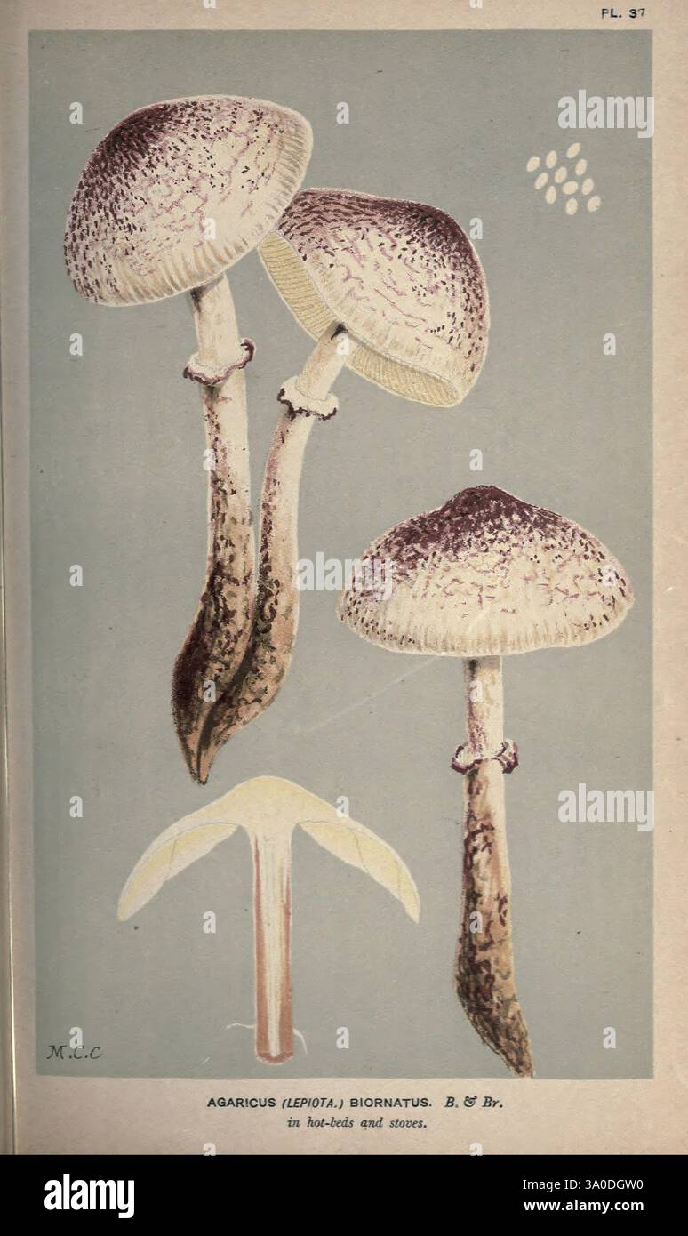 Agaricus bionatus mushroom hi-res stock photography and images - Alamy