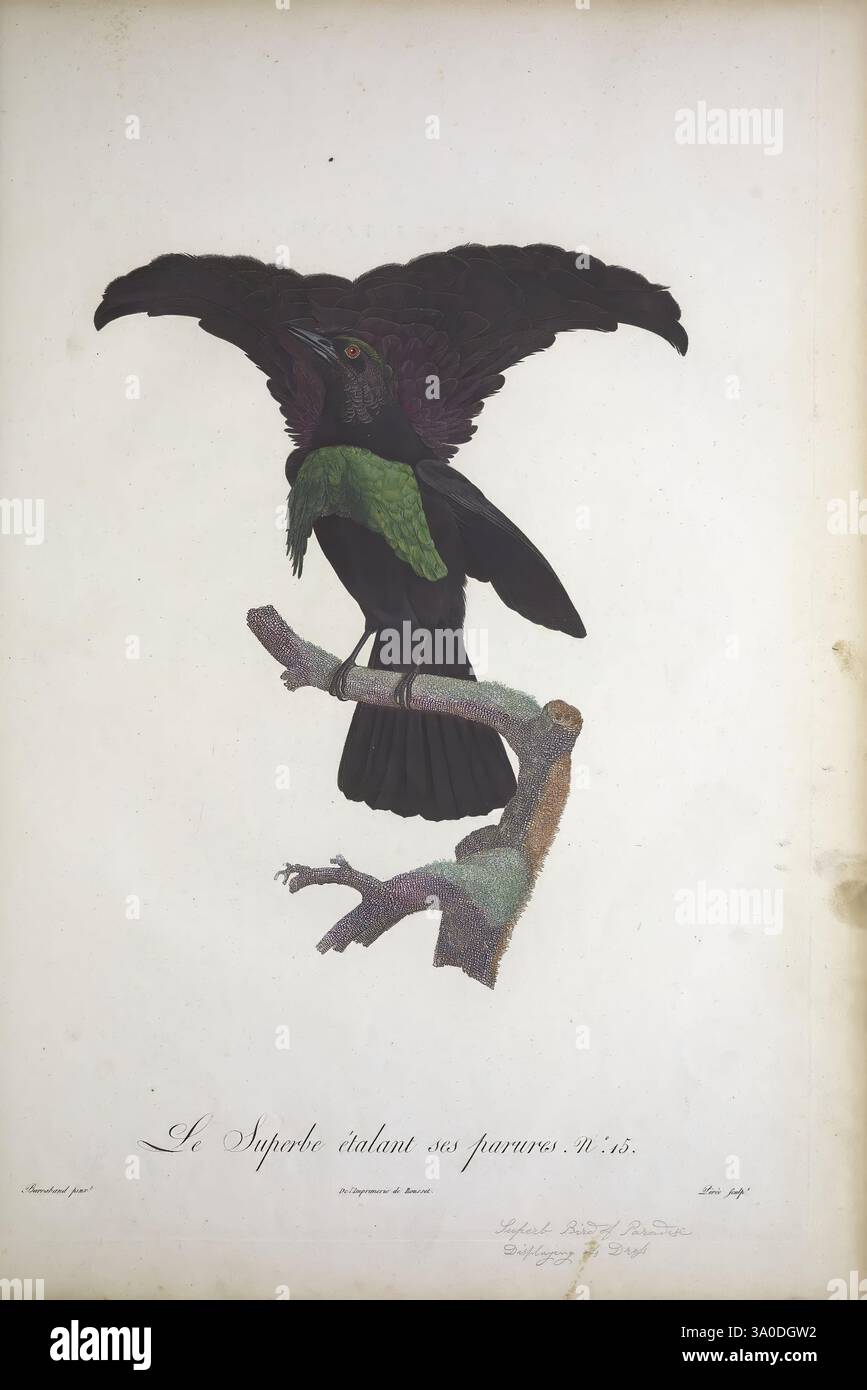 Histoire naturelle des oiseaux de paradis et des rolliers, Paris, Chez ...
