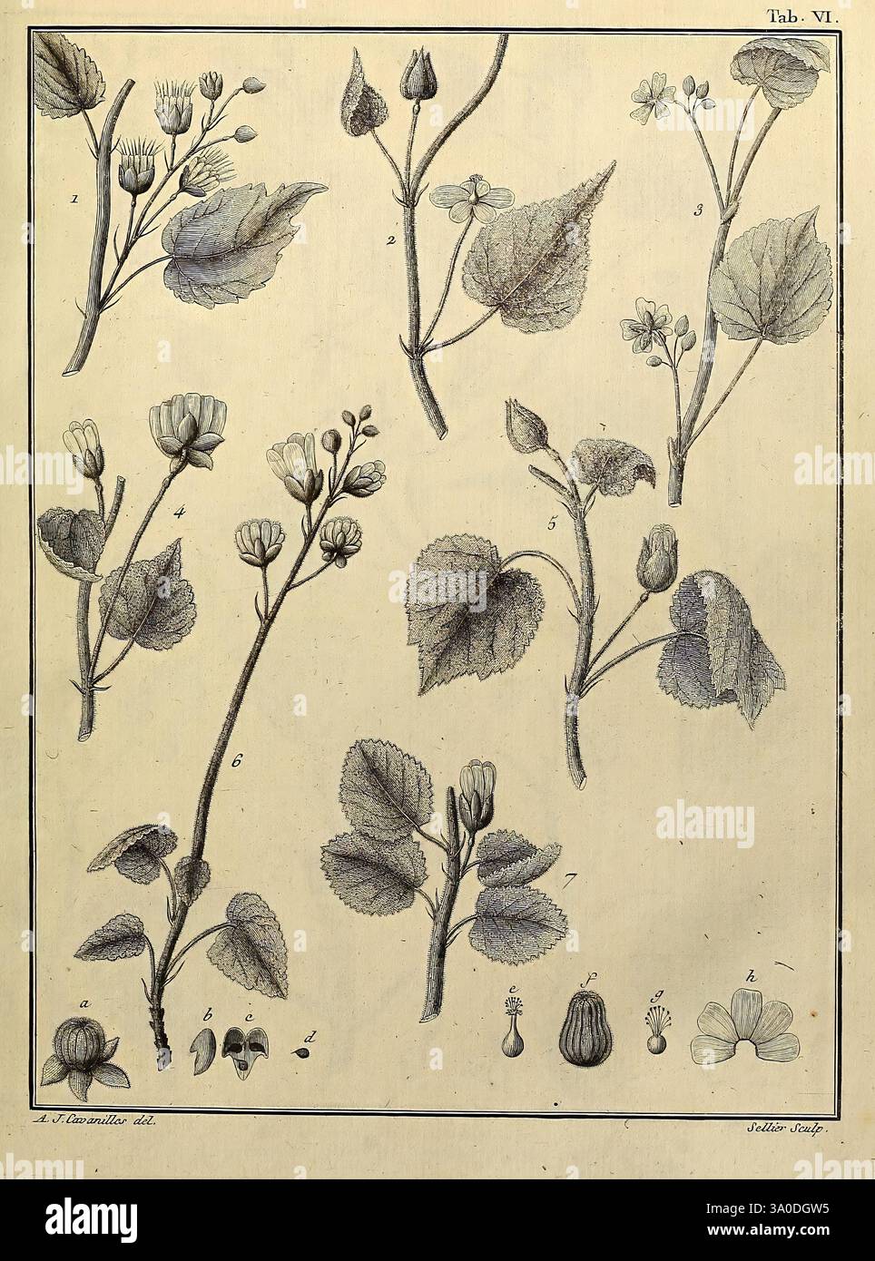 Labeled drawings of buds hi-res stock photography and images - Alamy