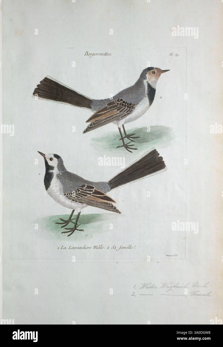 Ornithologie, Paris, The Artist, 1773-1792, birds, pictorial works, The ...