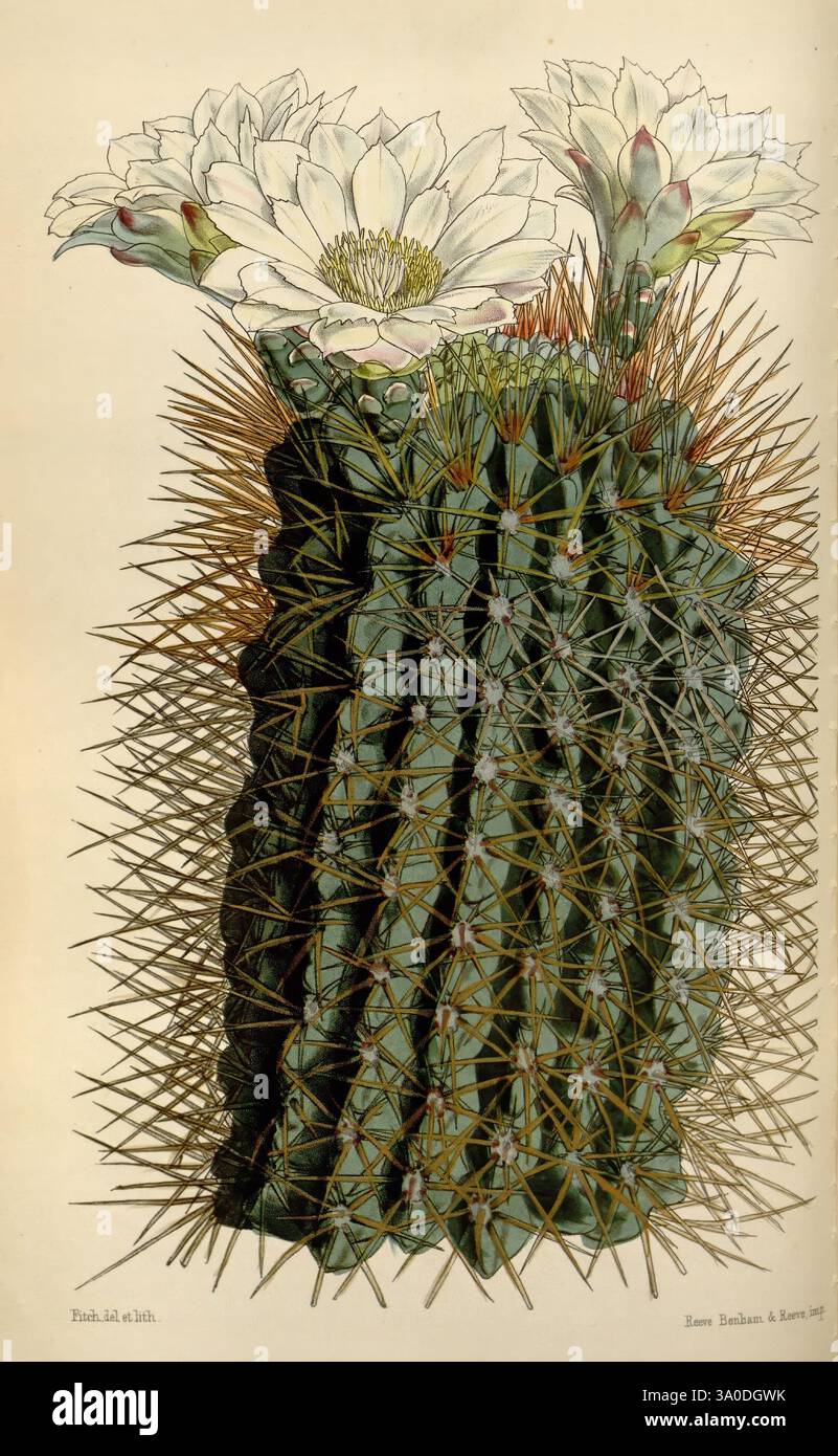 Curtis's botanical magazine, London, New York, botany, periodicals ...