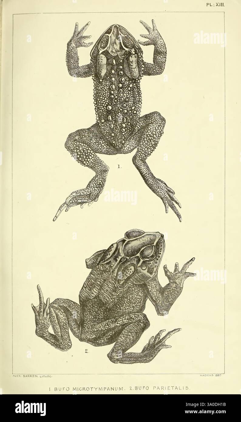 Catalogue of the Batrachia Salientia and Apoda (frogs, toads, and ...