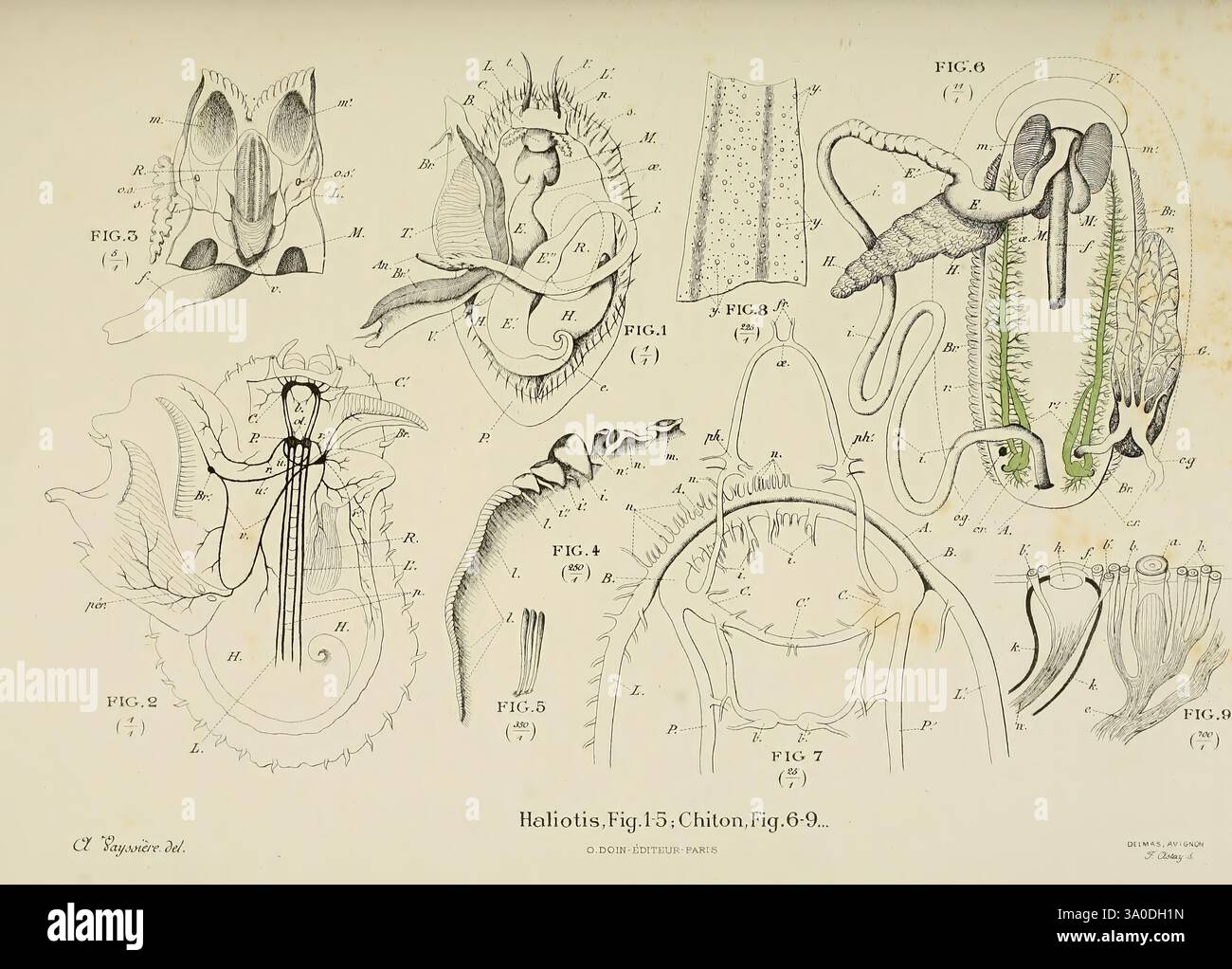 Atlas d'anatomie comparée des invertébrés, Paris, Doin,1890, anatomy ...