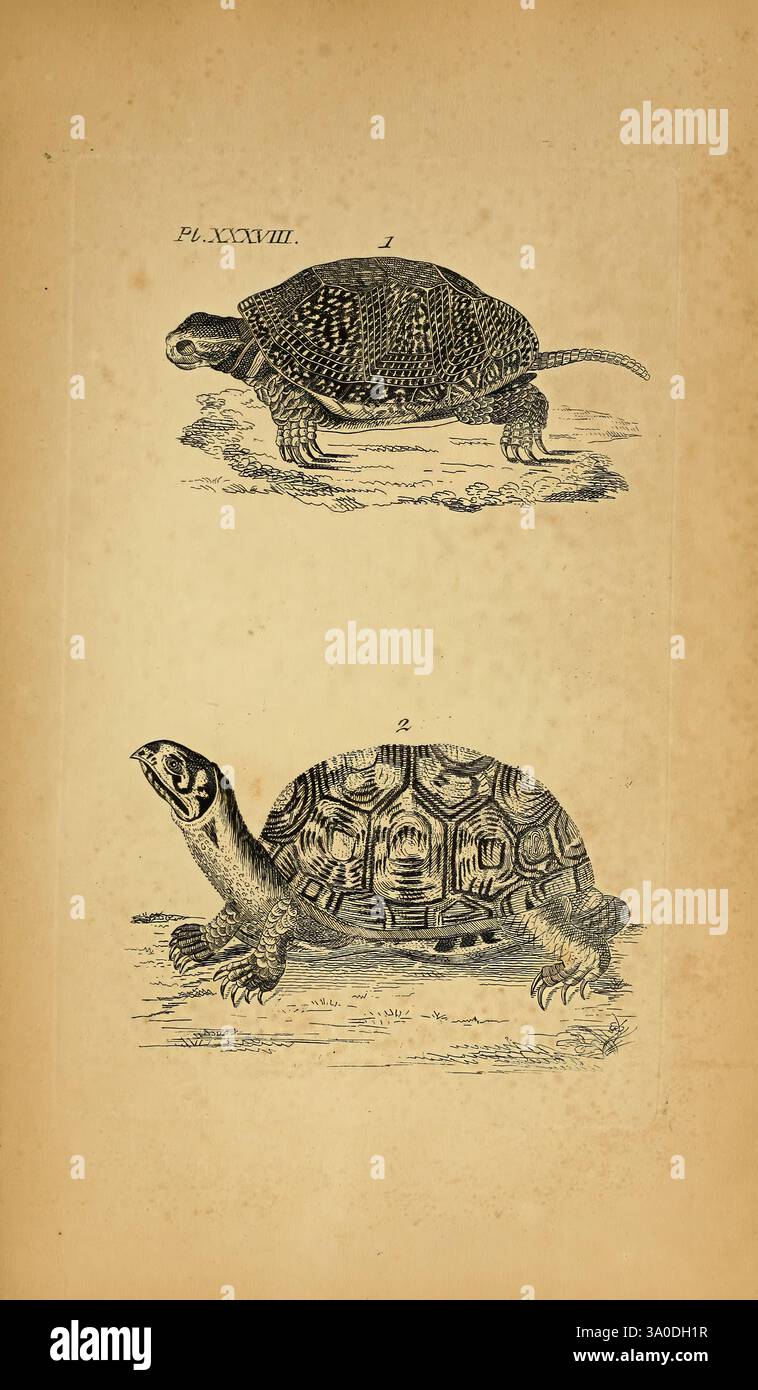 Illustration presents two distinct species of turtles hi-res stock ...
