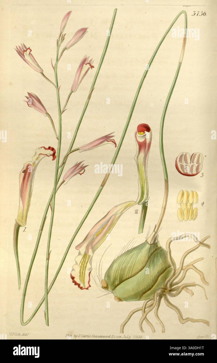 Bulbous base reveals roots hi-res stock photography and images - Alamy