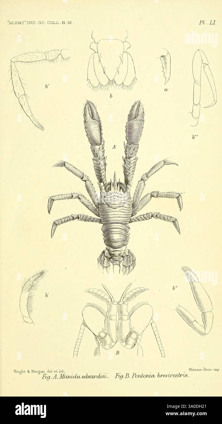 Indian ocean melanesia scientific expeditions zoology munida edw hi-res ...