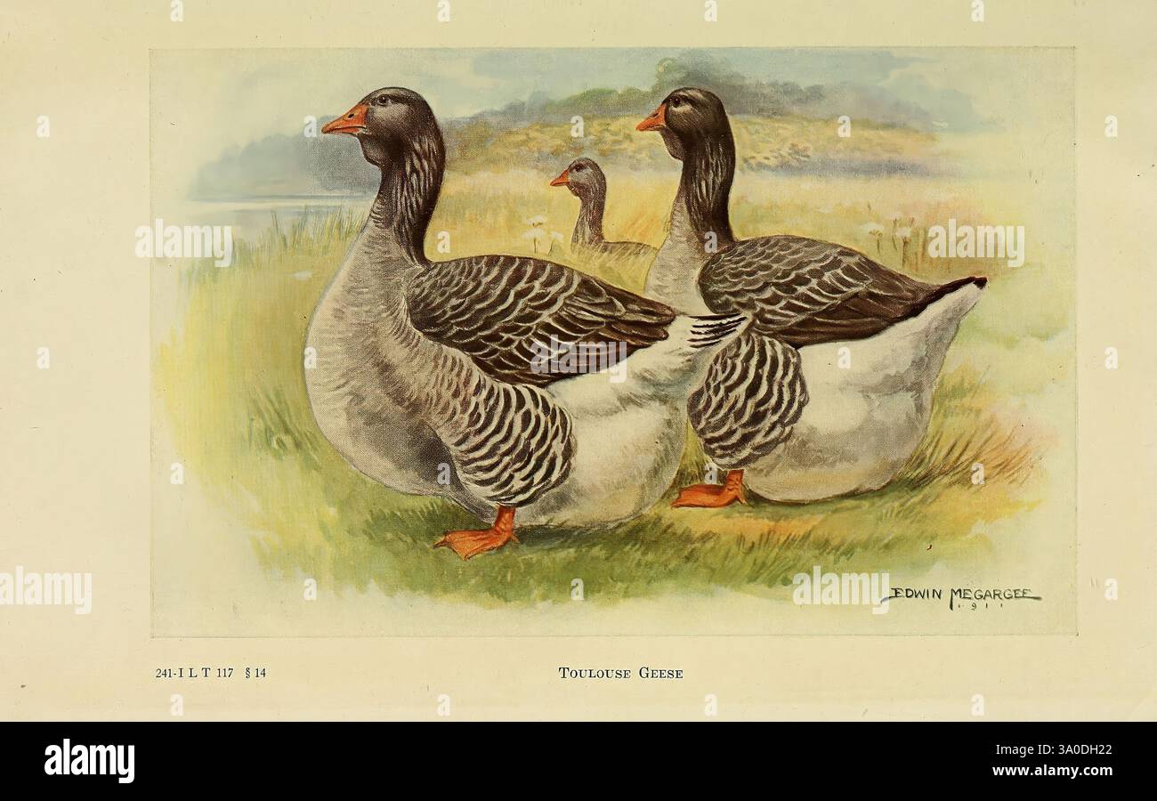 Trio of toulouse geese hi-res stock photography and images - Alamy