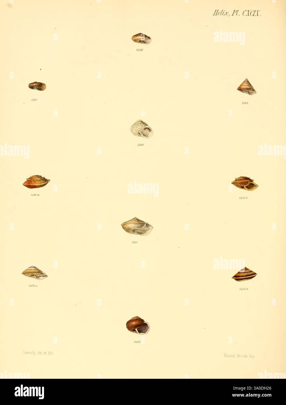 Conchologia iconica, or Illustrations of the shells of molluscous ...
