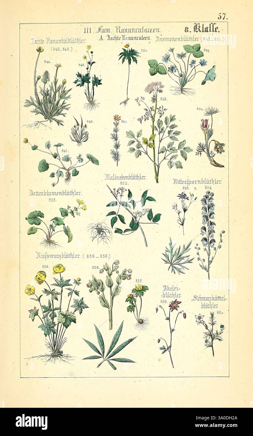 Facilitating botanical identification hi-res stock photography and ...