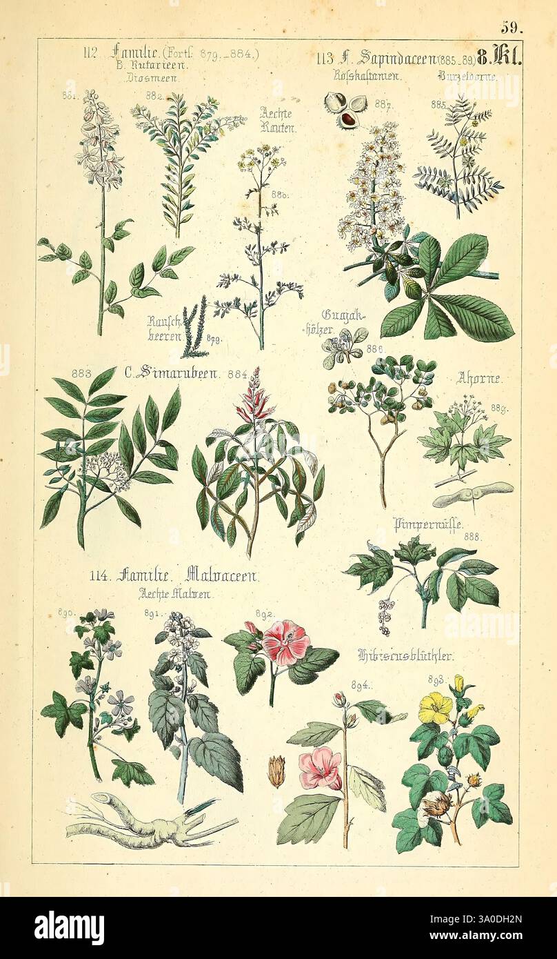 Populäre Botanik Stuttgart, Krais & Hoffmann, 1857, botanical ...