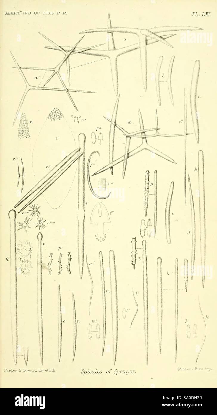 Clathria maeandrina rhizochalina pellucida leucophloeus proteus hi-res ...