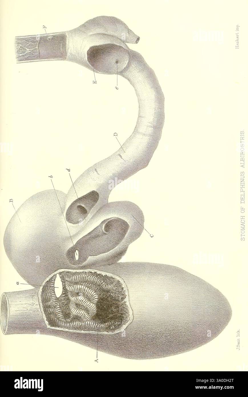 Dolphins auditory system hi-res stock photography and images - Alamy