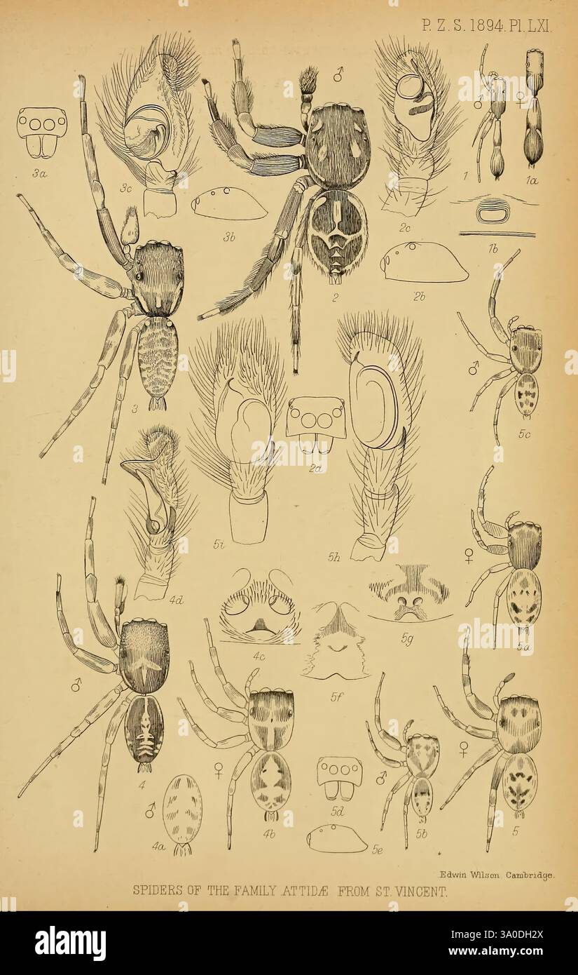 Array of detailed sketches hi-res stock photography and images - Alamy