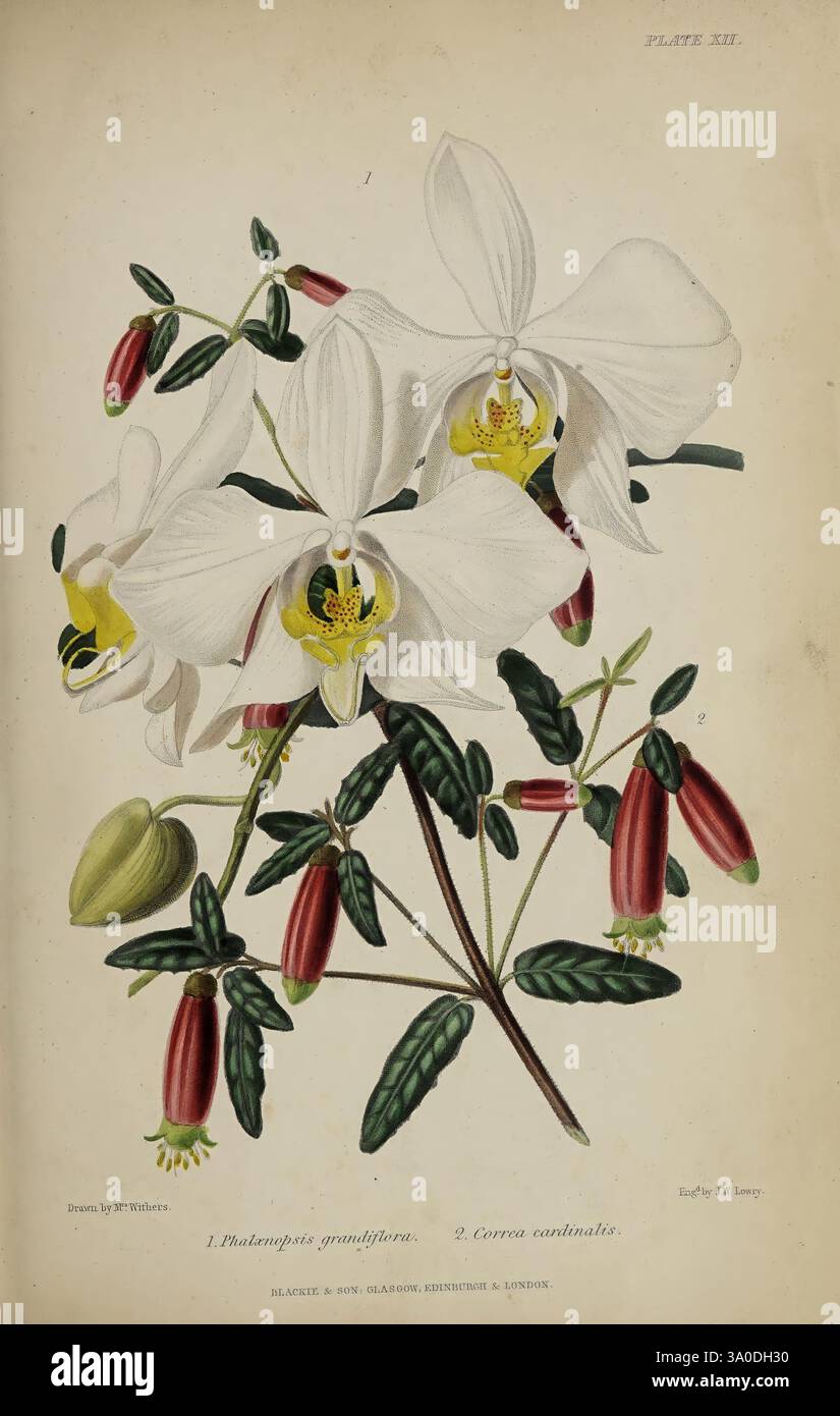 Two exquisite plant species hi-res stock photography and images - Alamy