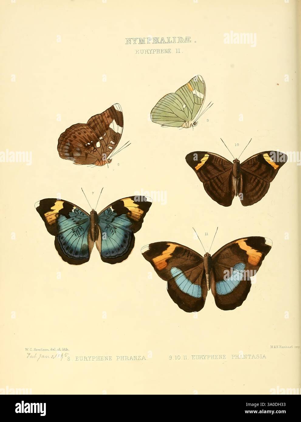 Bottom right butterfly showcases hi-res stock photography and images ...