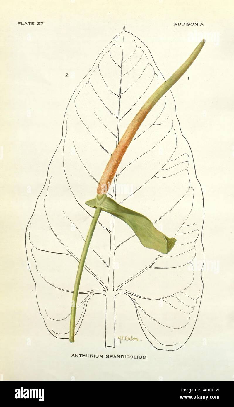 Addisonia, New York, New York Botanical Garden, 1916-1964, periodicals ...