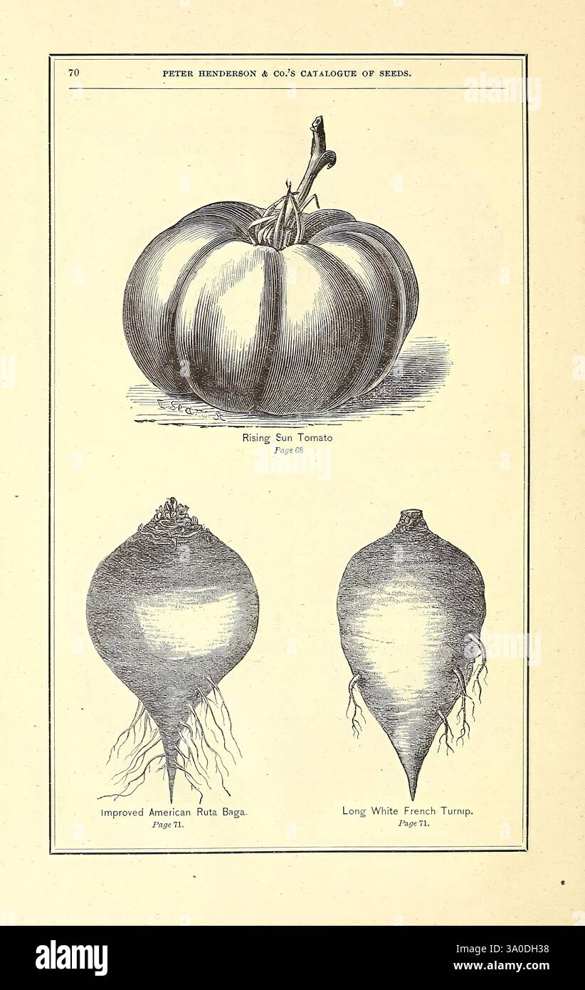 Long white french turnip hi-res stock photography and images - Alamy