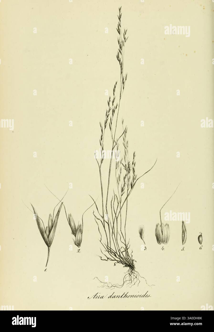 Species Graminum, Petropoli, Impensis Academiae Imperialis Scientiarum ...