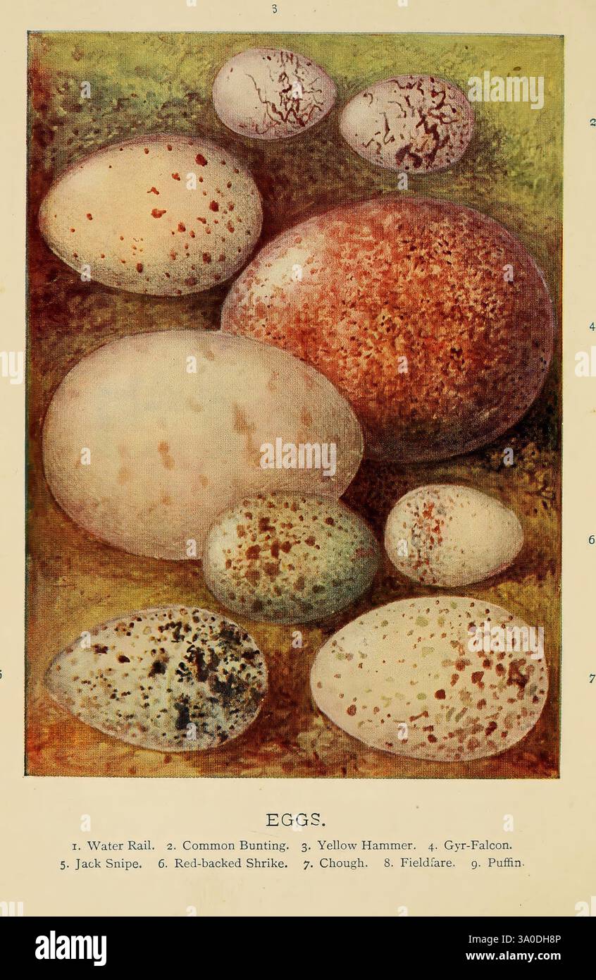 falcon egg size