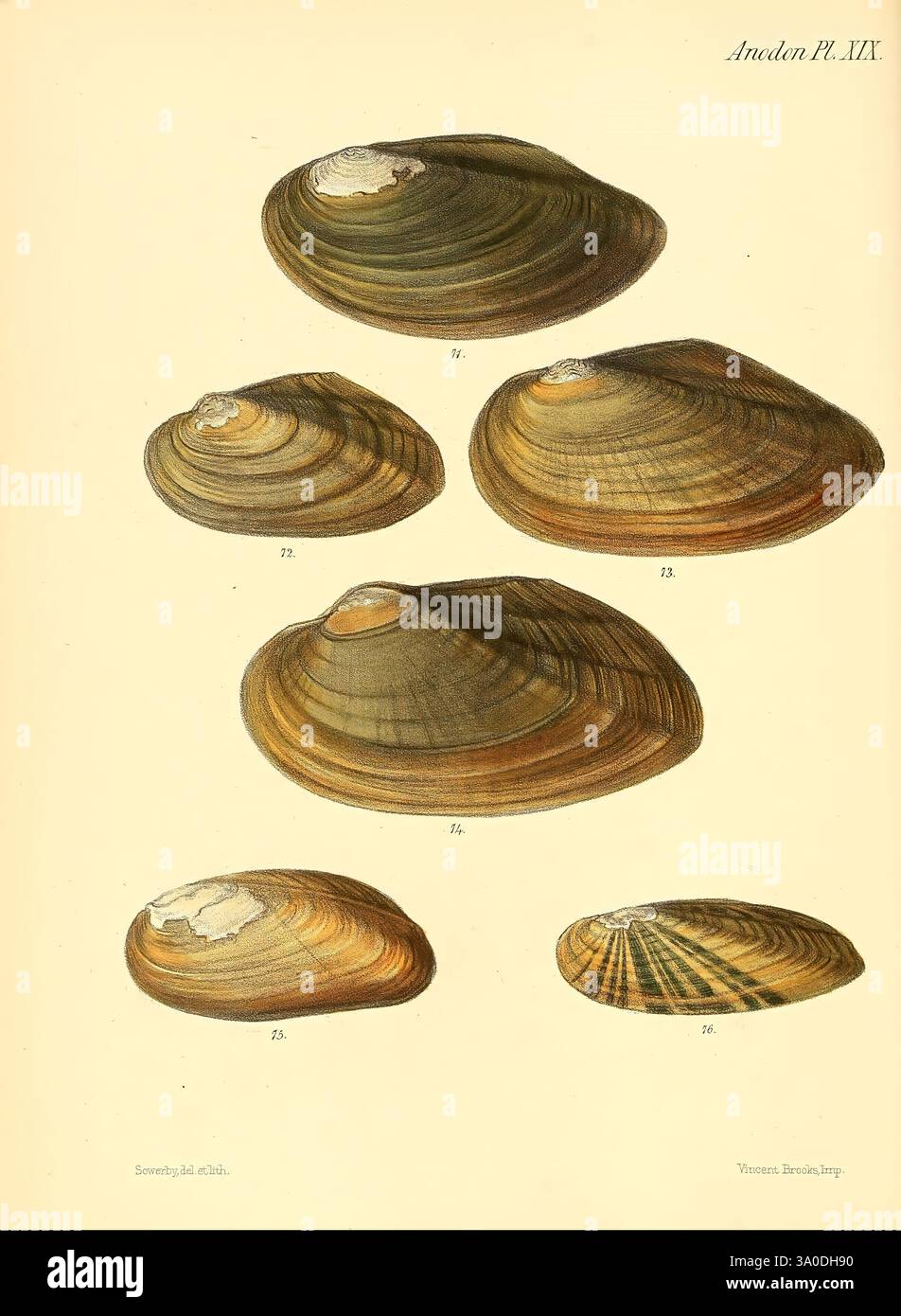 Conchologia Iconica, or Illustrations of the Shells of Molluscous ...