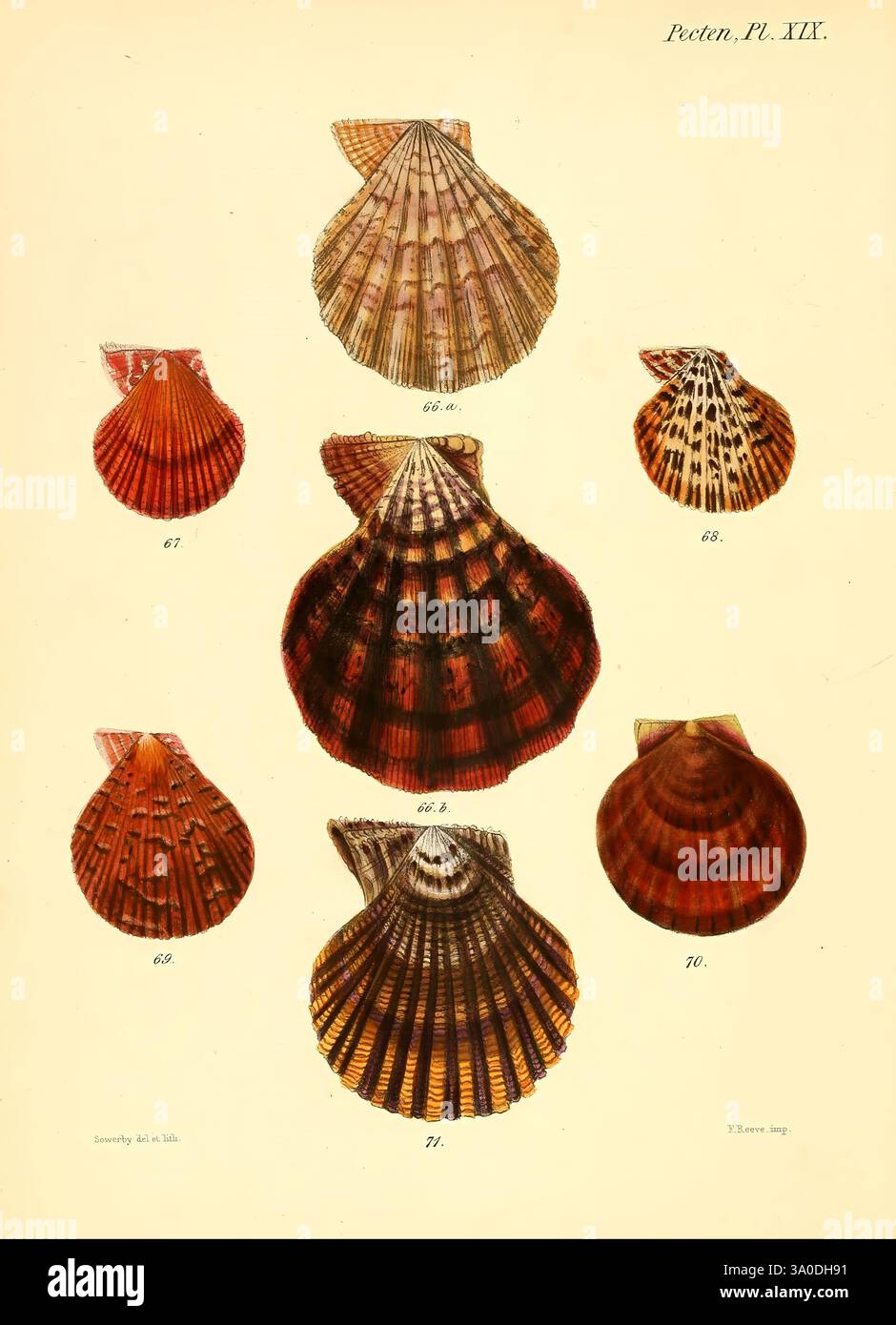 Meticulous study of marine life hi-res stock photography and images - Alamy