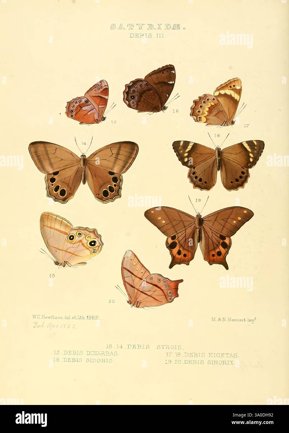 Illustrations, of, new, species, of, exotic, butterflies, London, John ...