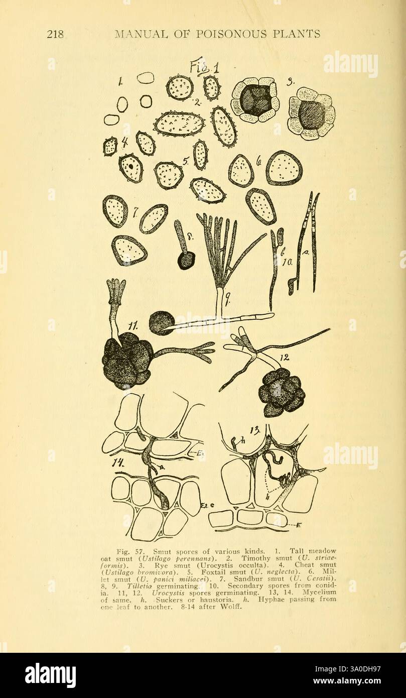 Different spore forms hi-res stock photography and images - Alamy