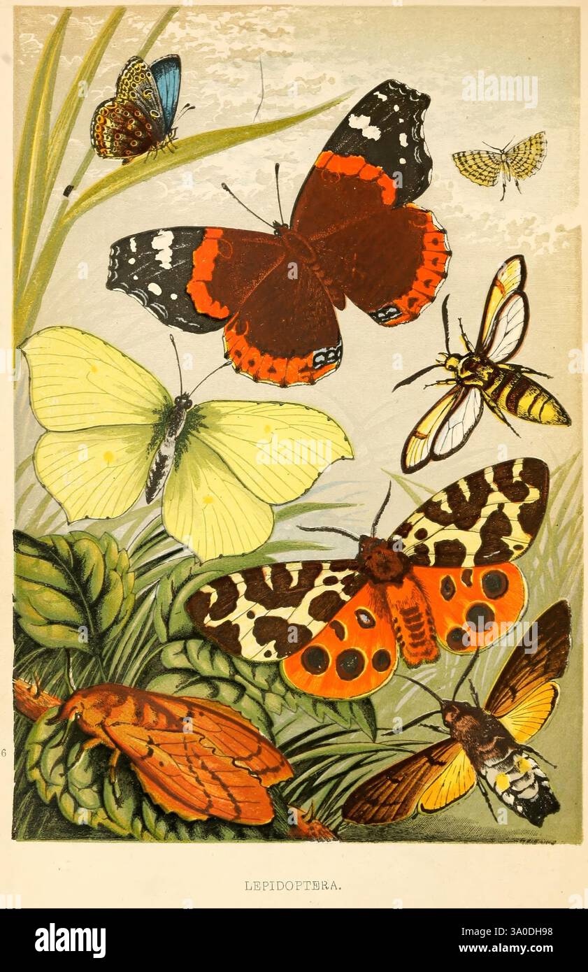 Sketches of British Insects London, Groombridge, 1888. Great Britain ...