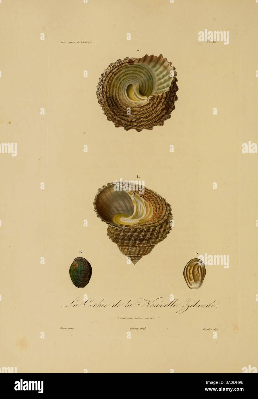 Illustrations de zoologie Paris A. Bertrand 1832-35? Pictorial works ...