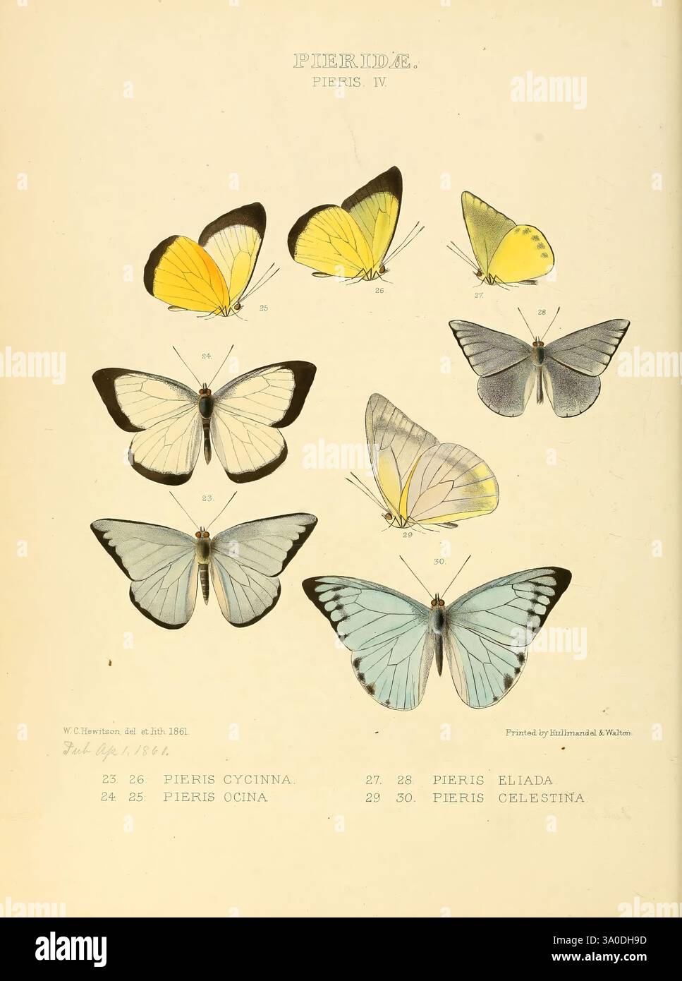Beautifully illustrated collection of butterflies hi-res stock ...