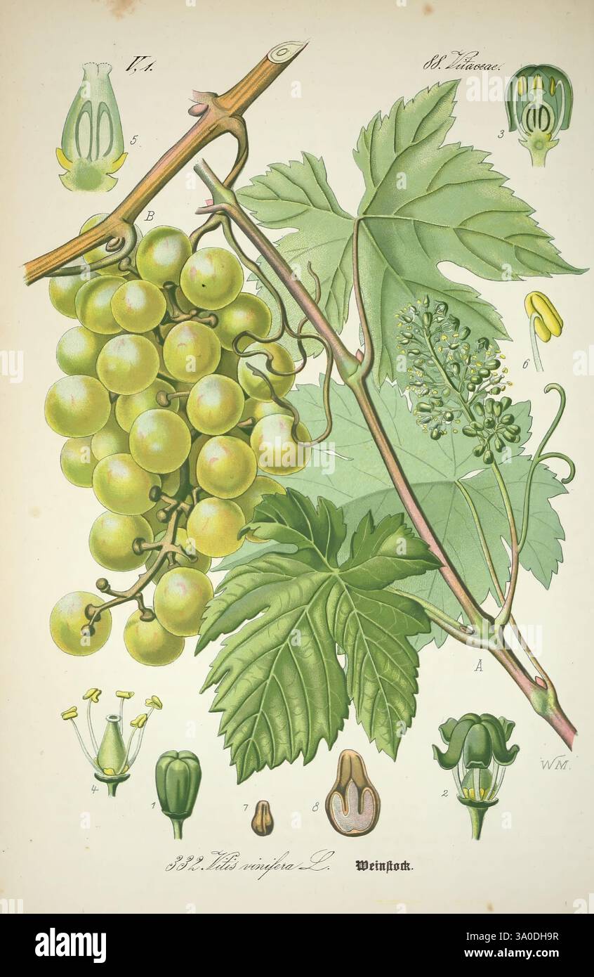 Labeled botanical illustrations of grape flowers hi-res stock ...