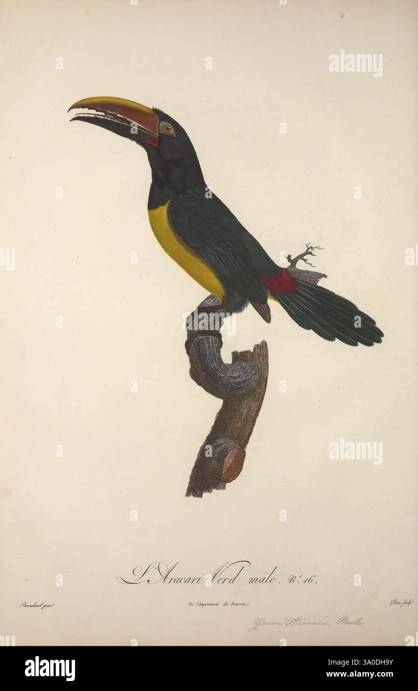 Toucans unique shape hi-res stock photography and images - Alamy