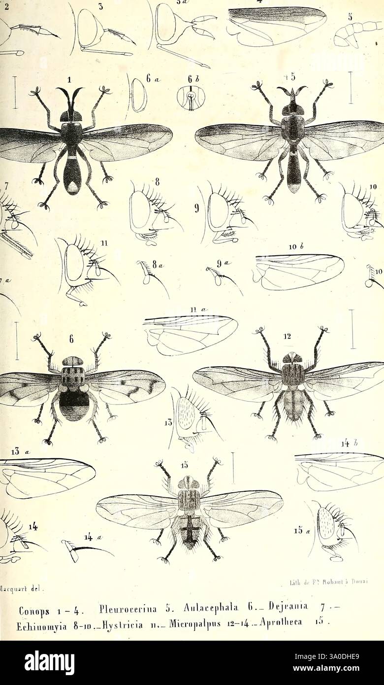 Identification of different species within hi-res stock photography and ...