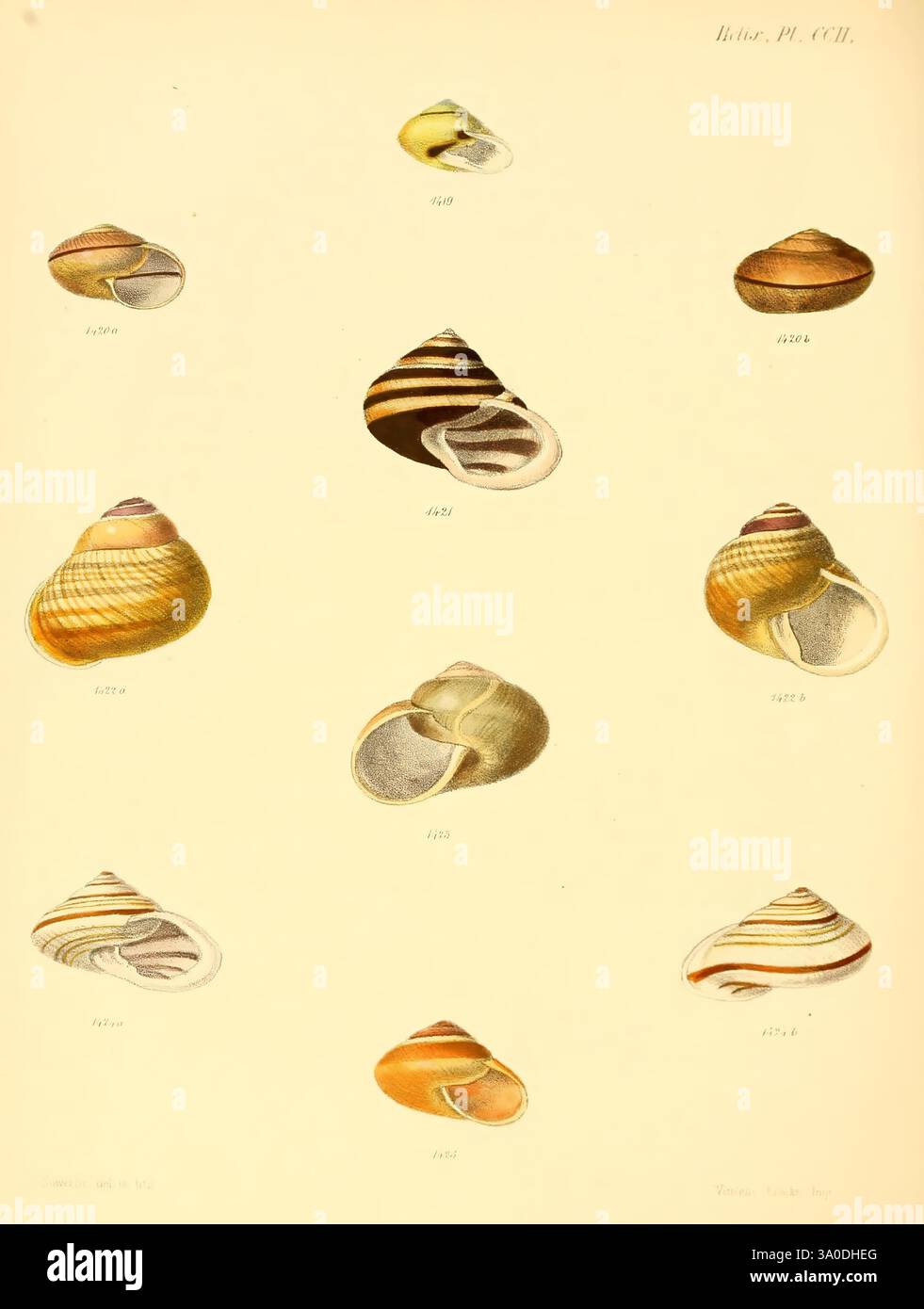Conchologia iconica, Illustrations of the shells of molluscous animals ...