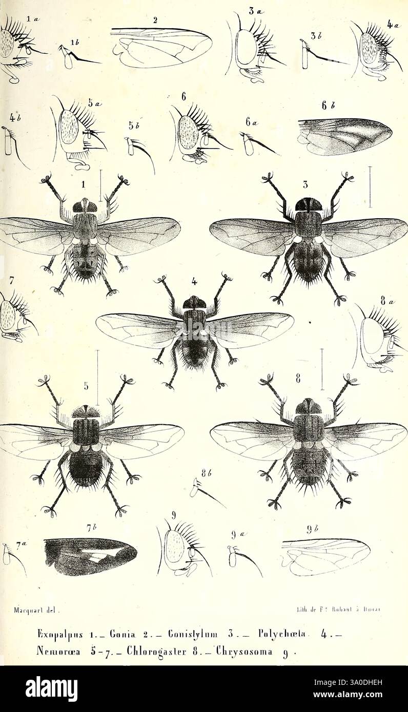 Labeled figure outlines distinct anatomical features hi-res stock ...