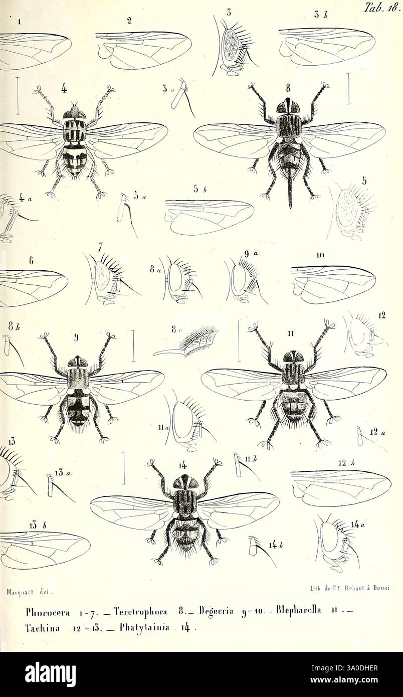 Diptères Exotiques Nouveaux Ou Peu Connus Paris Roret 1838-1843 Diptera ...