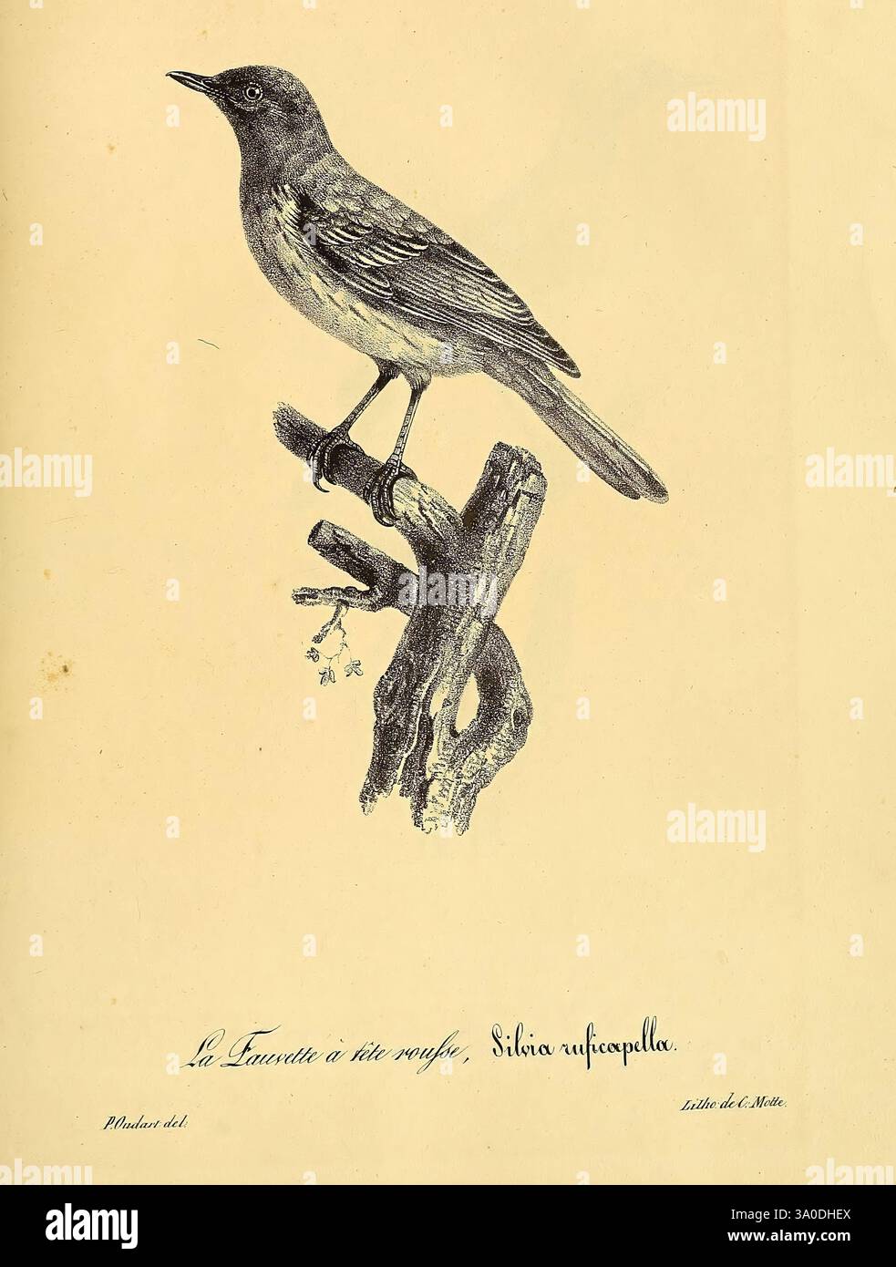 La galerie des oiseaux Paris, Carpentier-Méricourt, 1834, birds ...