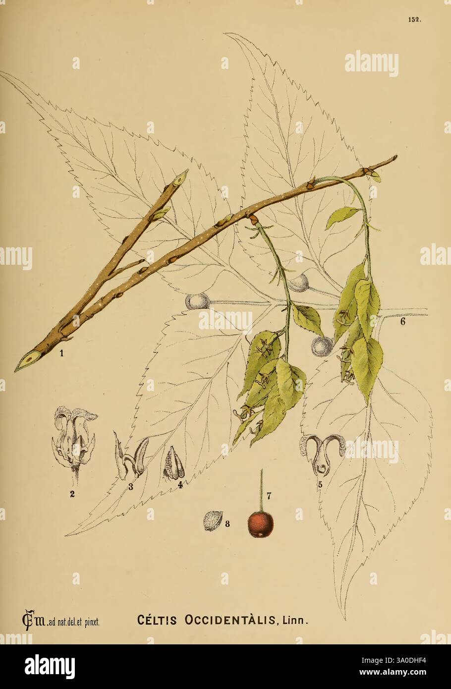 American Medicinal Plants New York Boericke Tafel C1887 Botany
