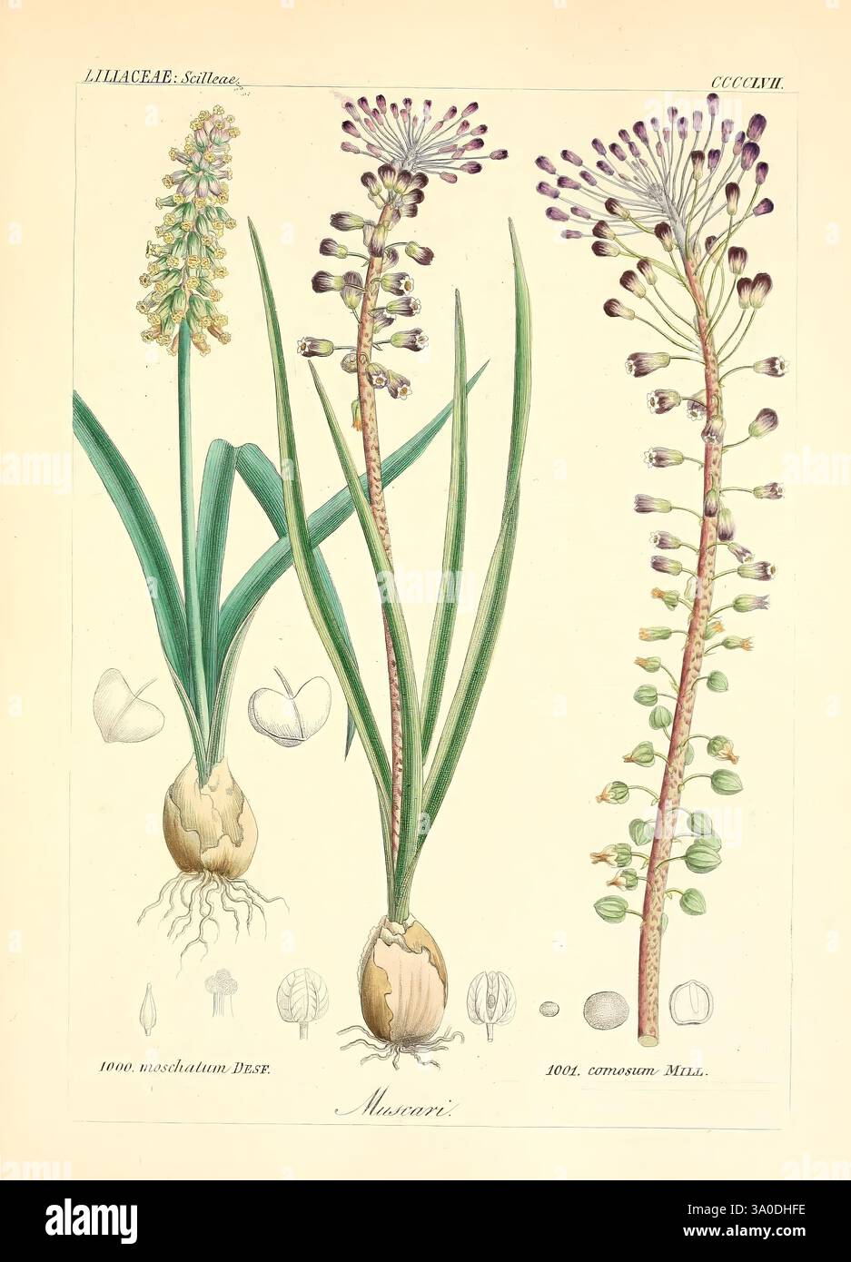 Showcasing three distinct arrangements hi-res stock photography and ...