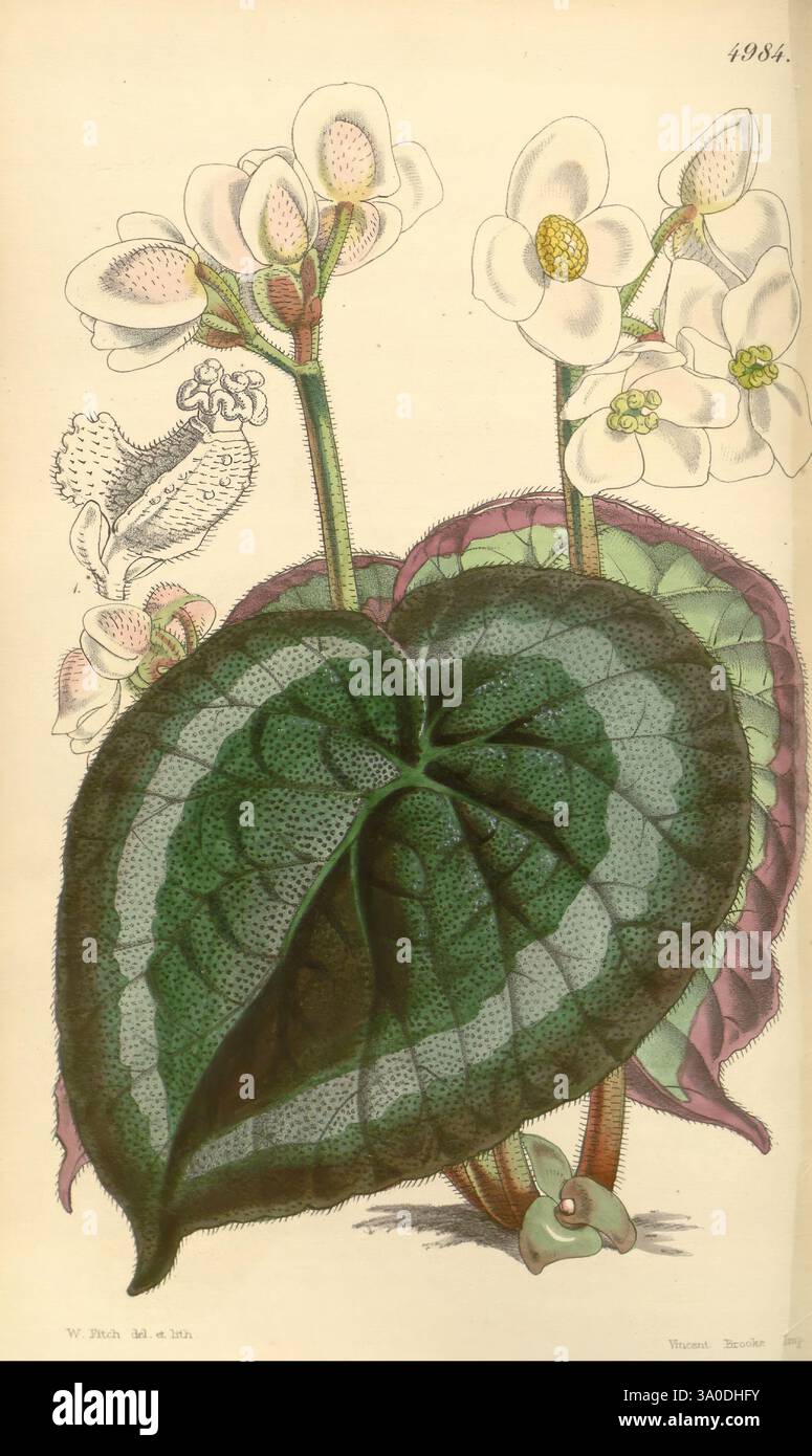 Curtis's Botanical Magazine, London, New York, botanical illustration ...