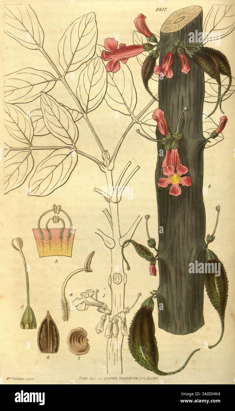 Diagrams of various plant parts hi-res stock photography and images - Alamy