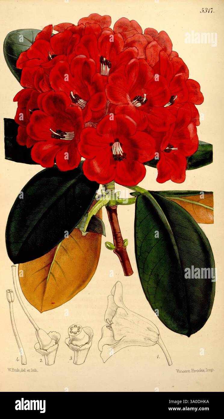 Curtis's Botanical Magazine, London, New York, botanical illustration ...