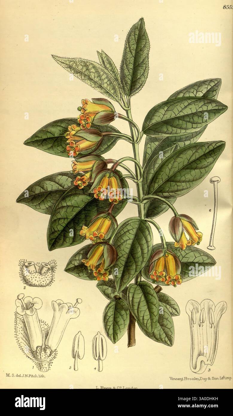 Curtis's Botanical Magazine, London, New York, Botanical Illustration ...