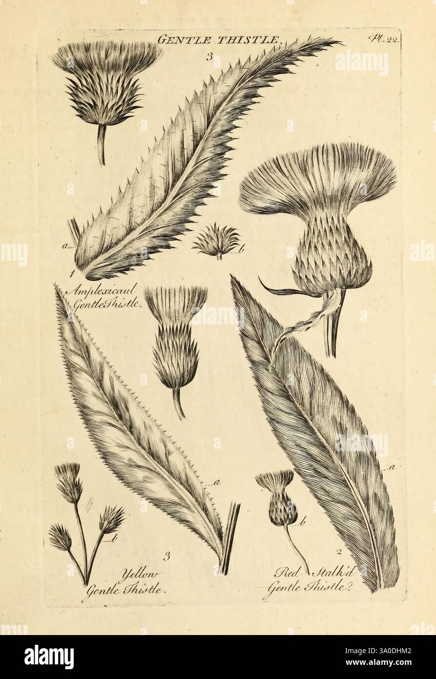 The vegetable system London 1759-1763 botany pictorial works, A ...