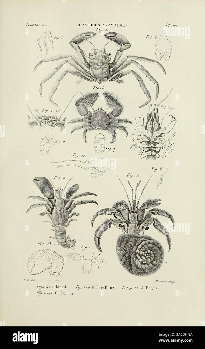 Labeled diagrams of different species hi-res stock photography and ...
