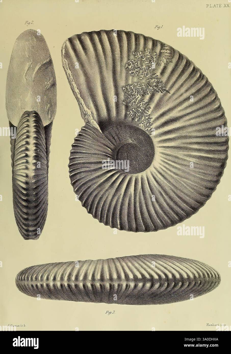 Monograph on the Lias Ammonites of the British Islands, London, Printed ...
