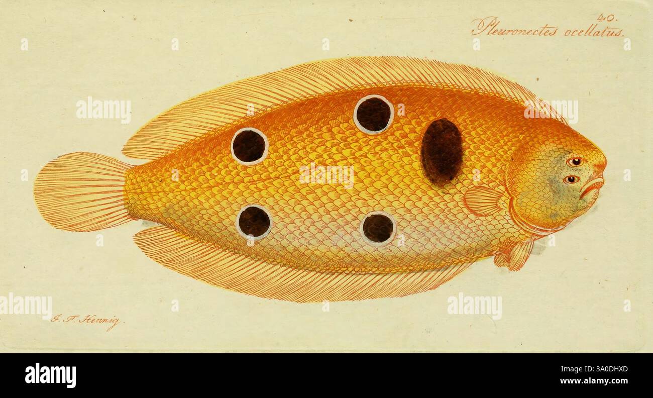 Fish exhibits prominent features hi-res stock photography and images ...