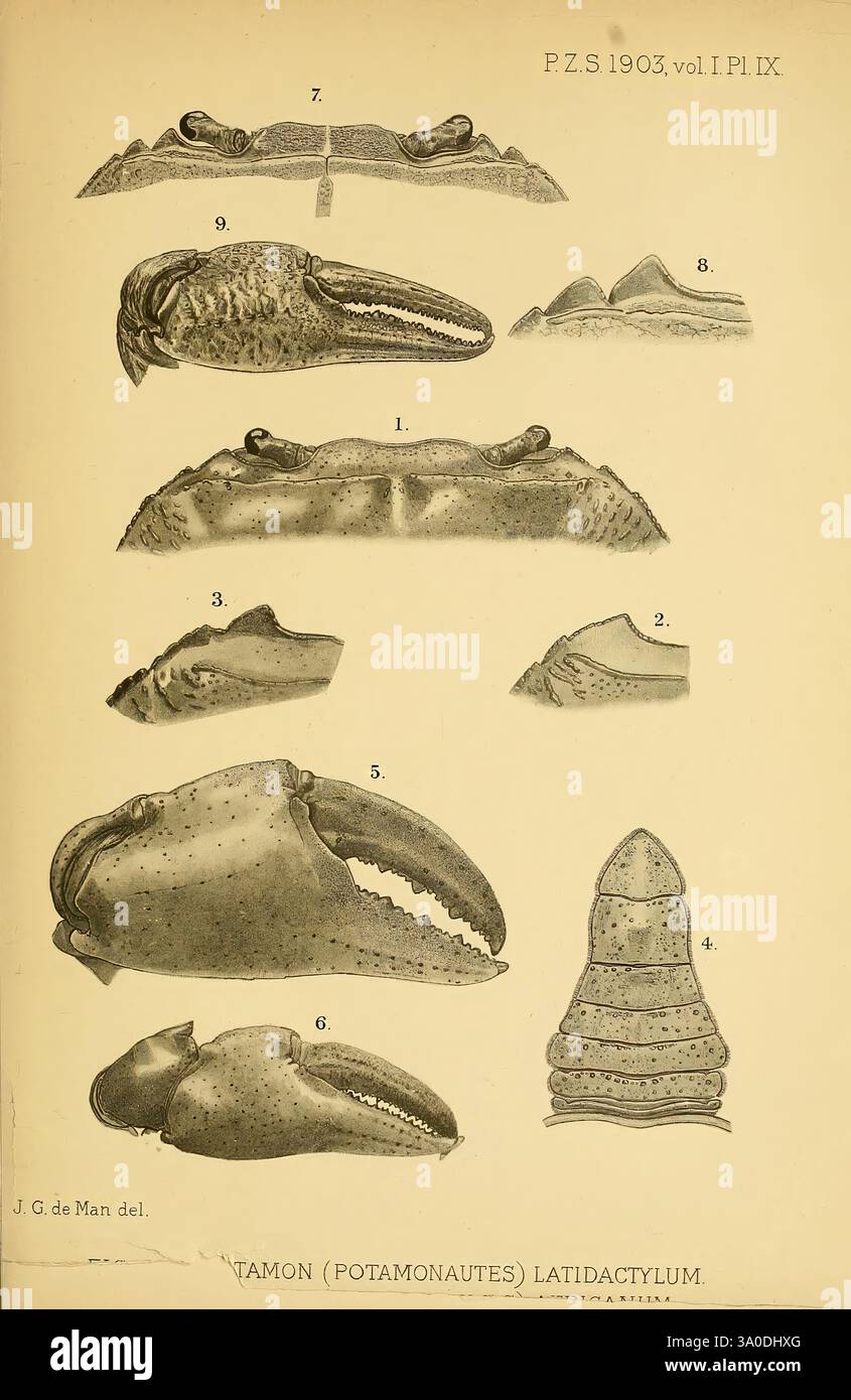 Anatomy of potamonautes latidactylum hi-res stock photography and ...