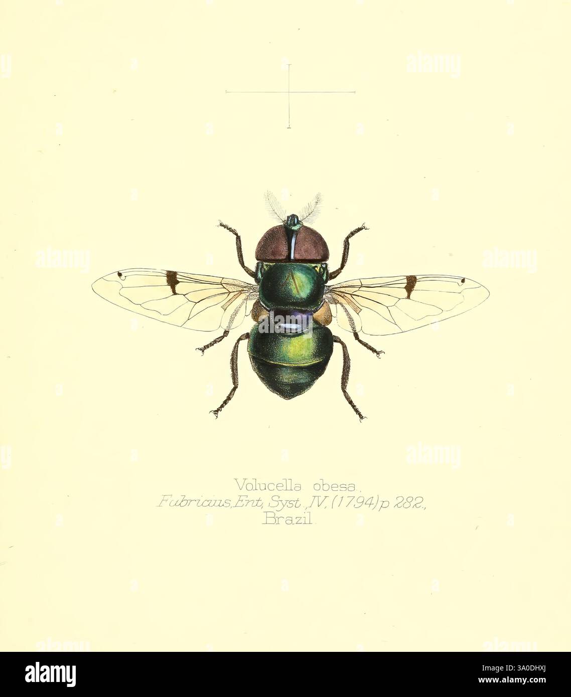 Aid to the Identification of Insects London, E.W. Janson, 1880-90 ...