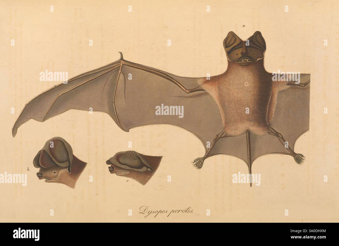 Bats fur texture hi-res stock photography and images - Alamy